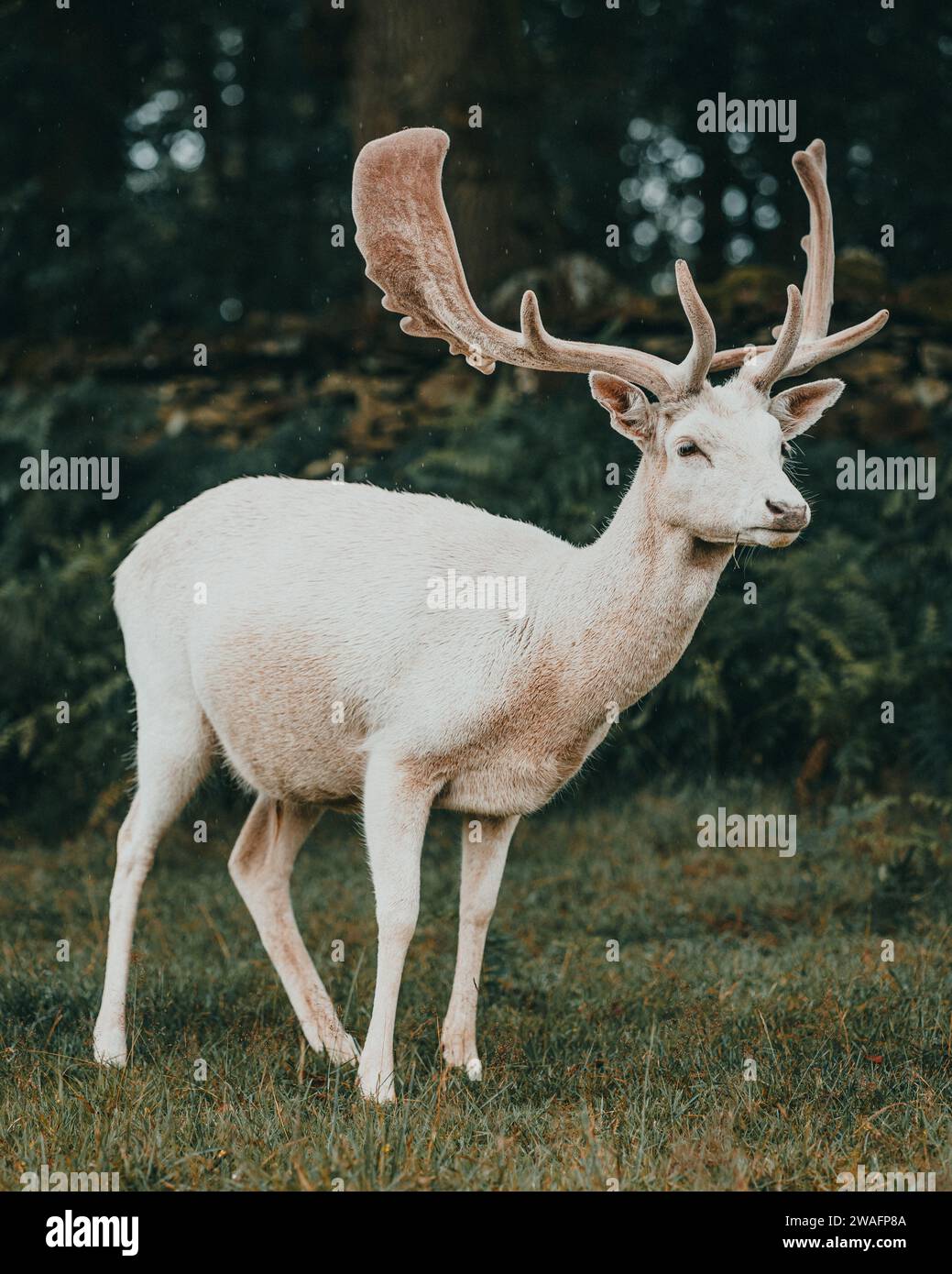 Biodiverseity hi-res stock photography and images - Alamy