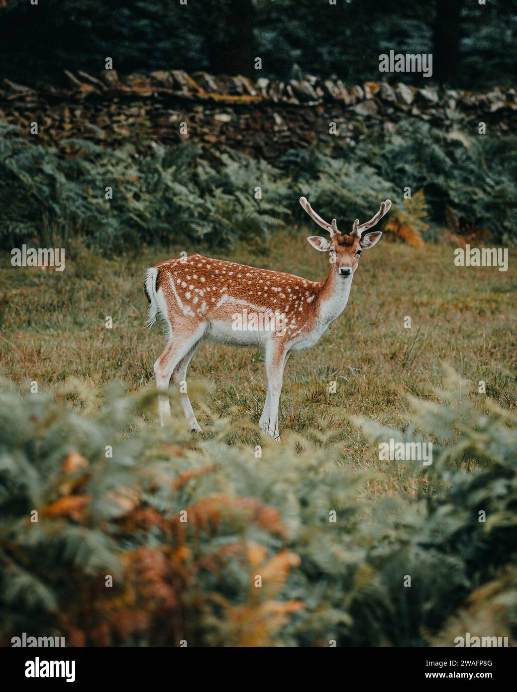 Spotted deer antlers in forest hi-res stock photography and images - Alamy