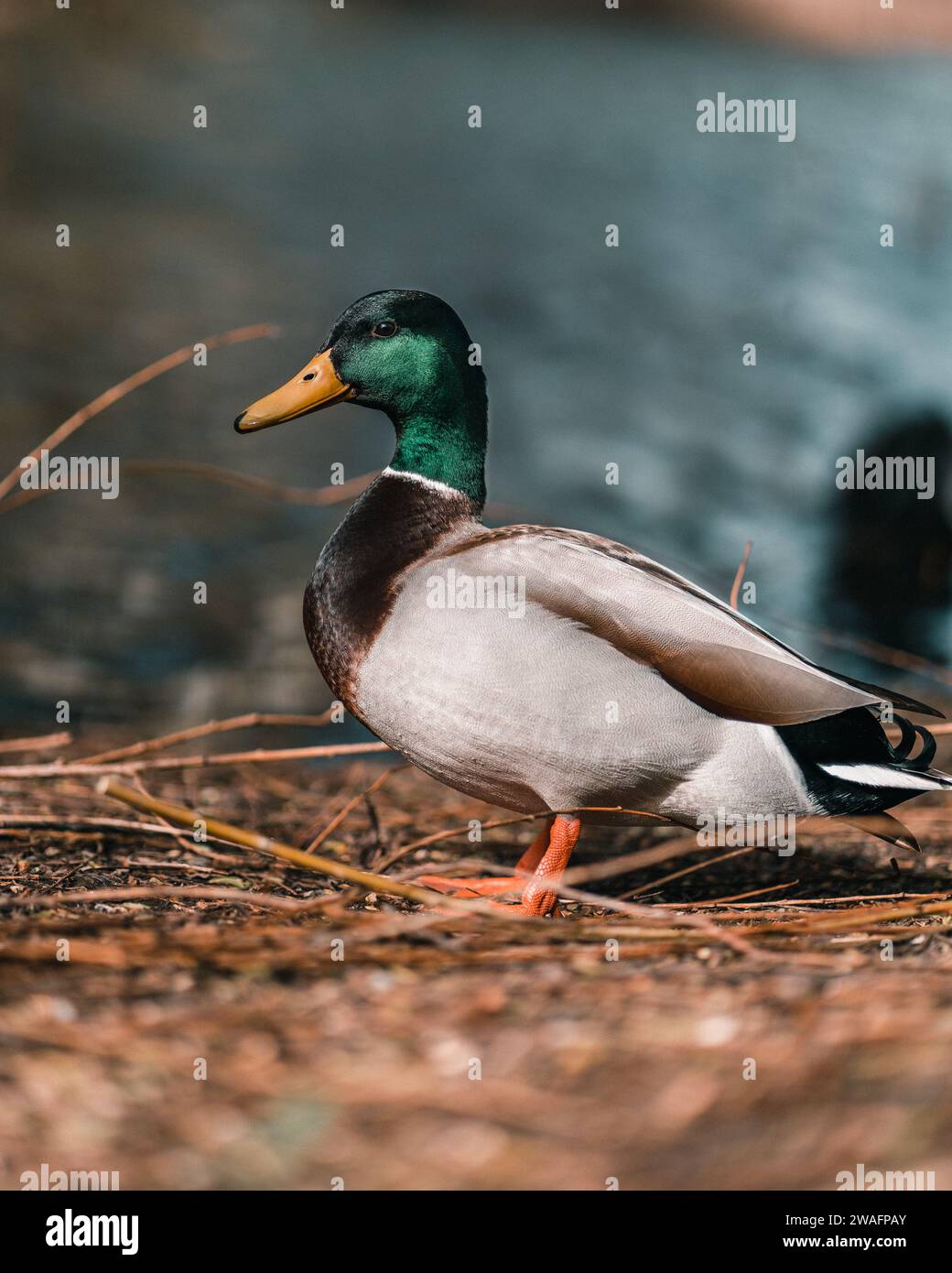 Portrait of a Mallard Duck Stock Photo - Alamy