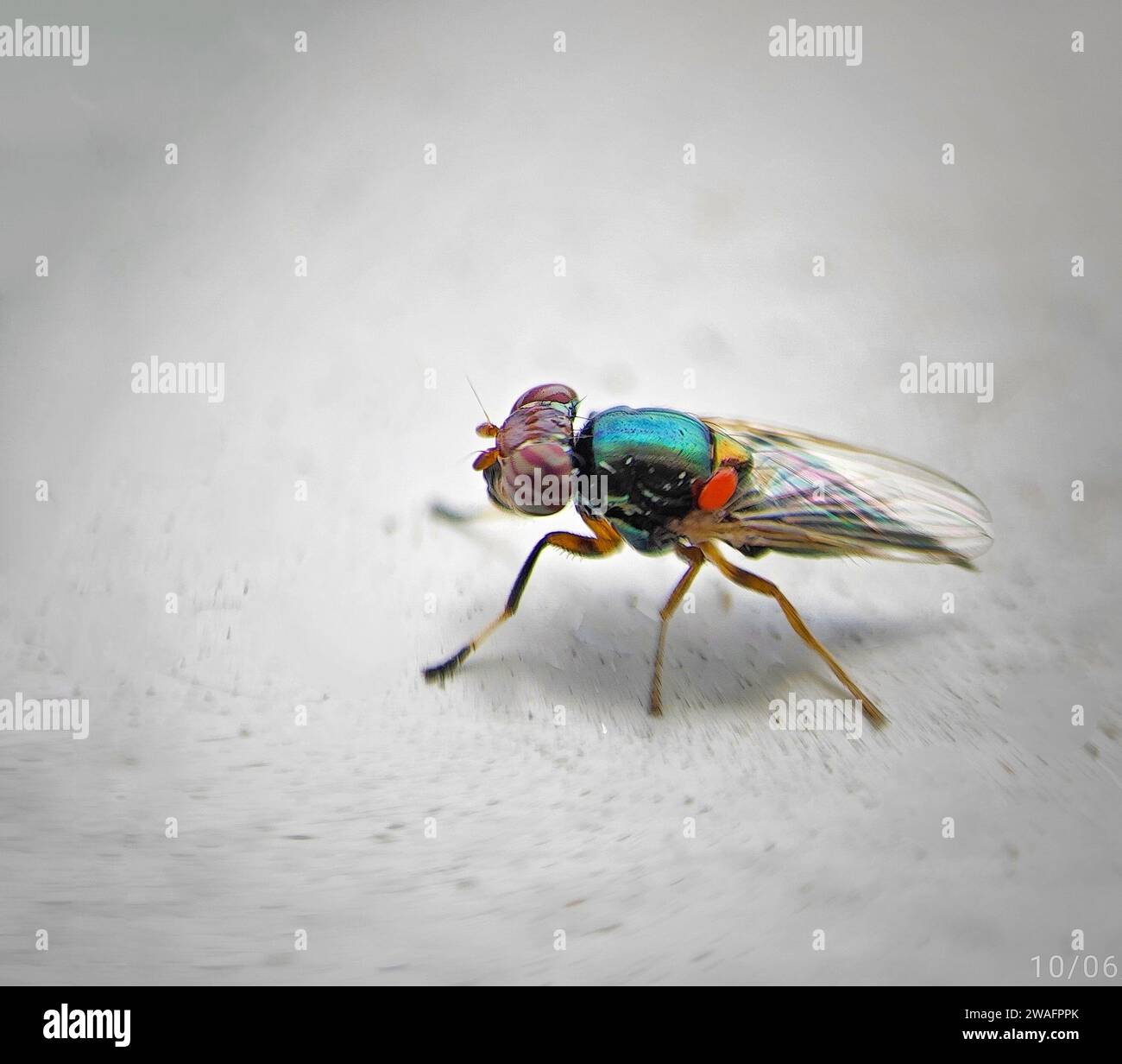 An overhead image of a fly resting on a smooth white surface Stock ...