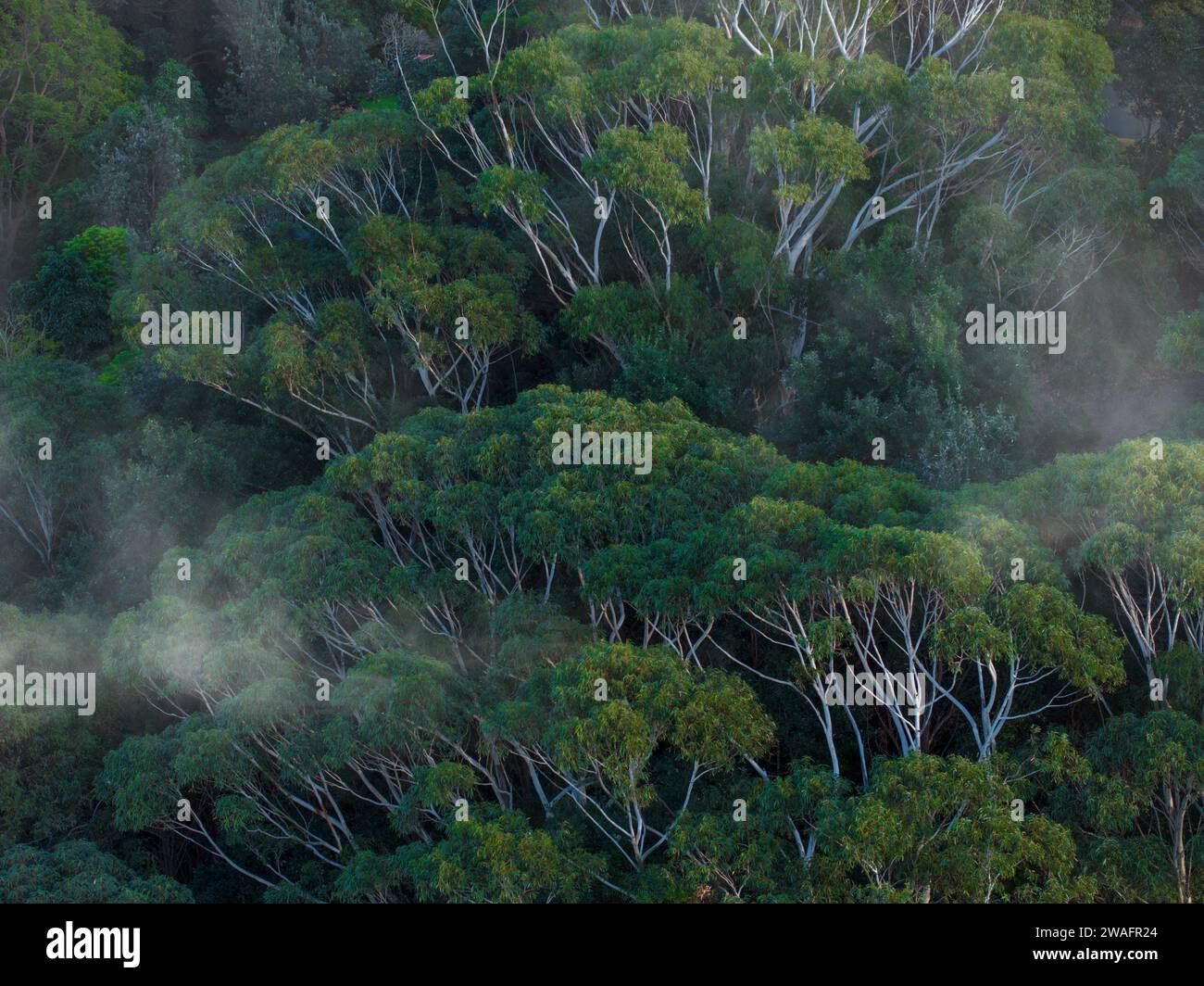 Enchanted forest view hi-res stock photography and images - Alamy