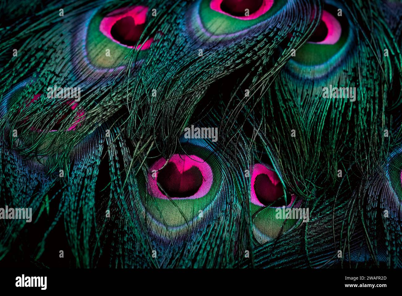 This stock photo features a vivid pink background of peacock feathers ...