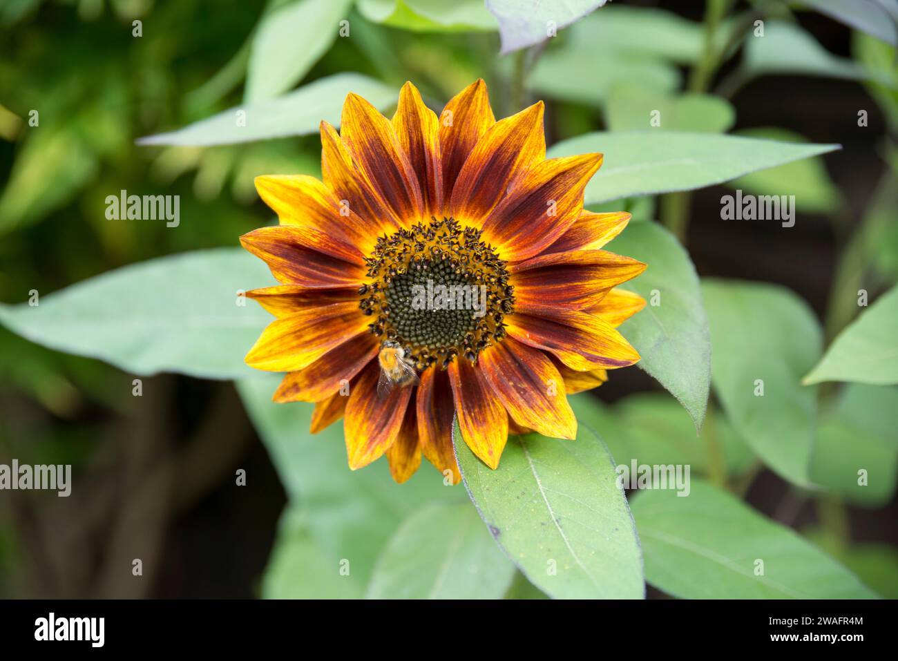 Sunflower in the sun hi-res stock photography and images - Alamy