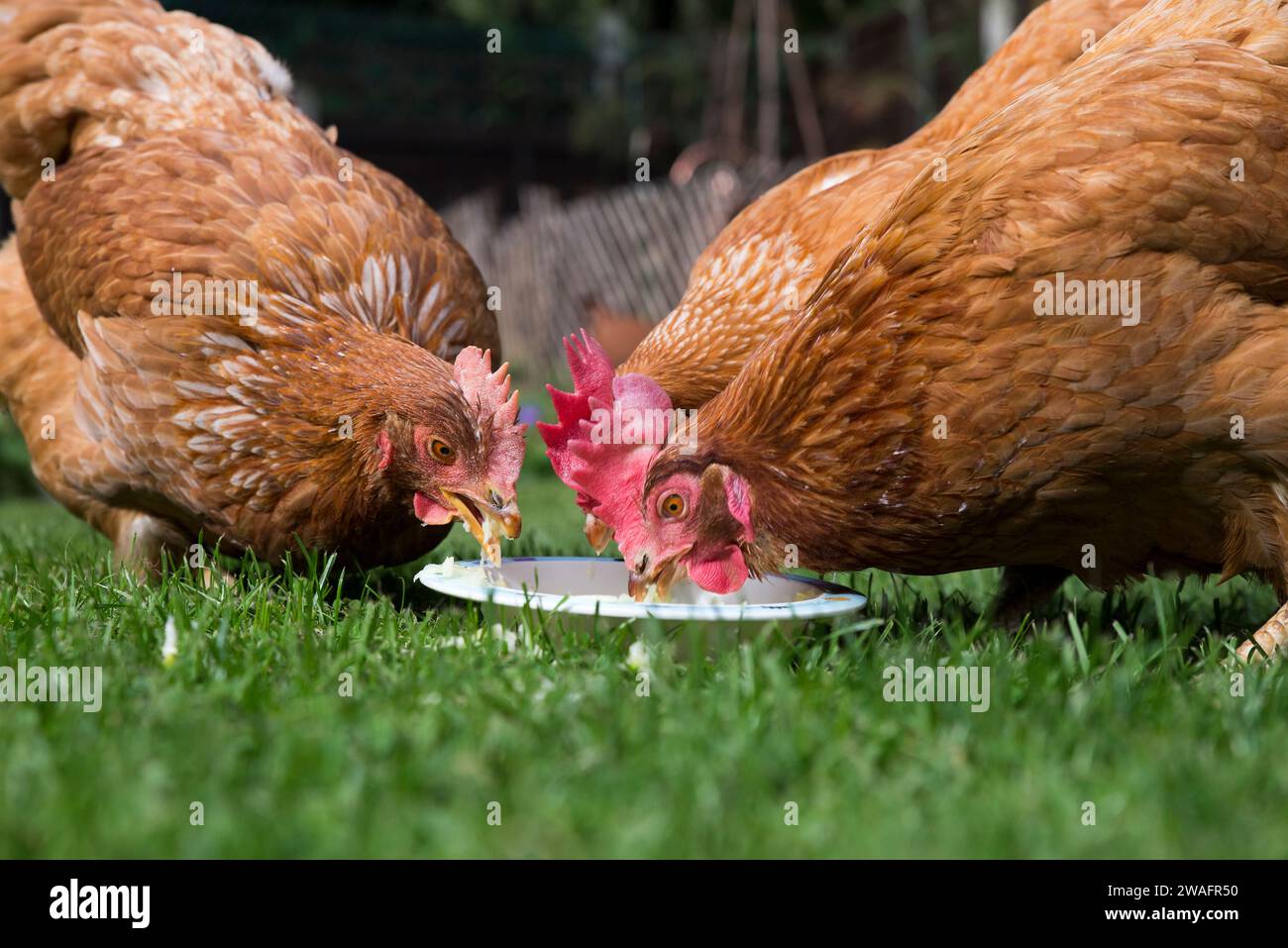 Rescue hens eating food in the sun Stock Photo - Alamy