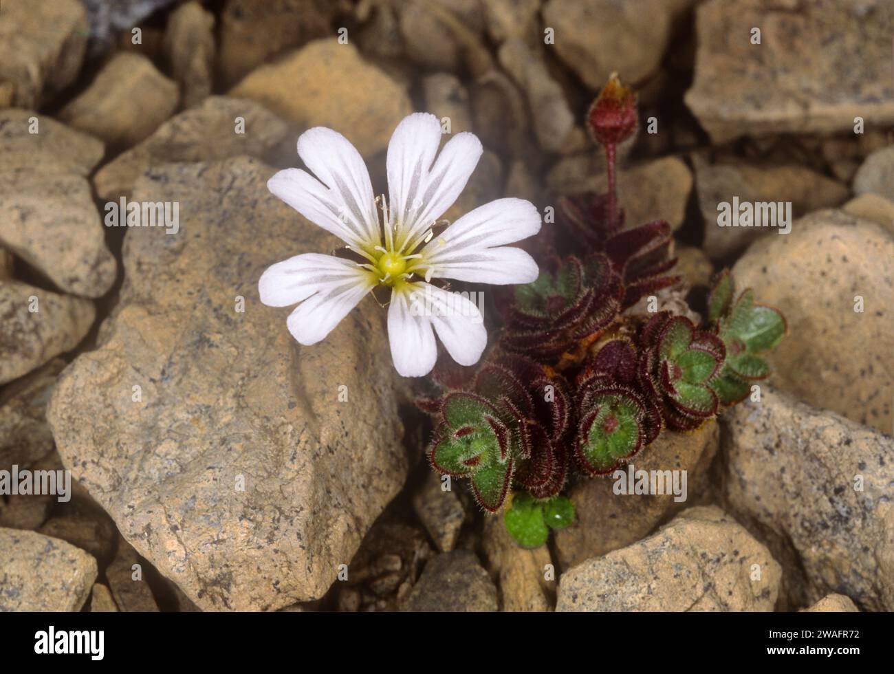 Cerastium nigrescens var nigrescens hi-res stock photography and images ...