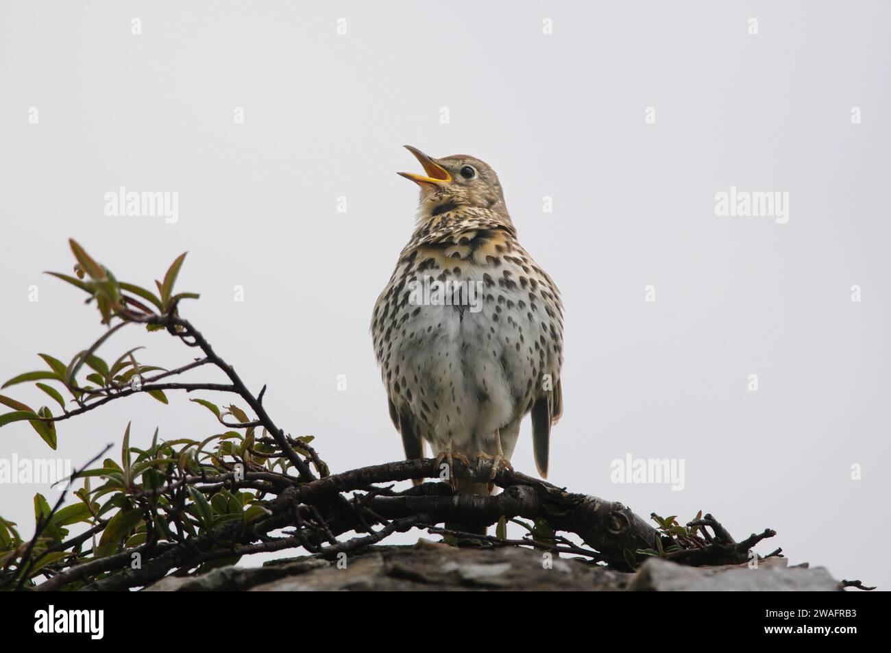 Song thrush calling hi-res stock photography and images - Alamy