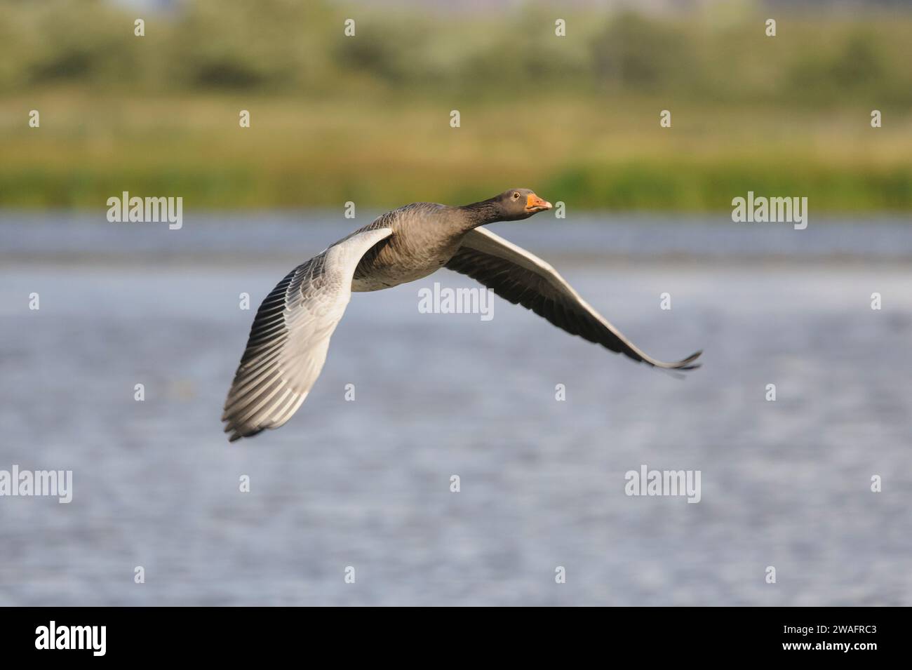 Grey goose in flight hi-res stock photography and images - Alamy