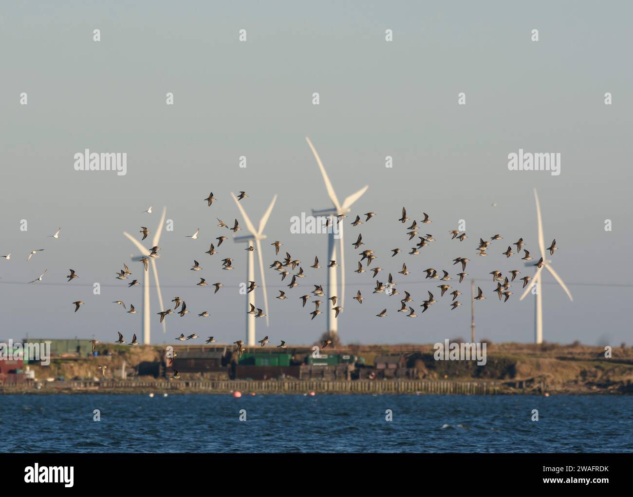 Dunlin Calidris alpina, flock in flight at high tide with wind turbines ...