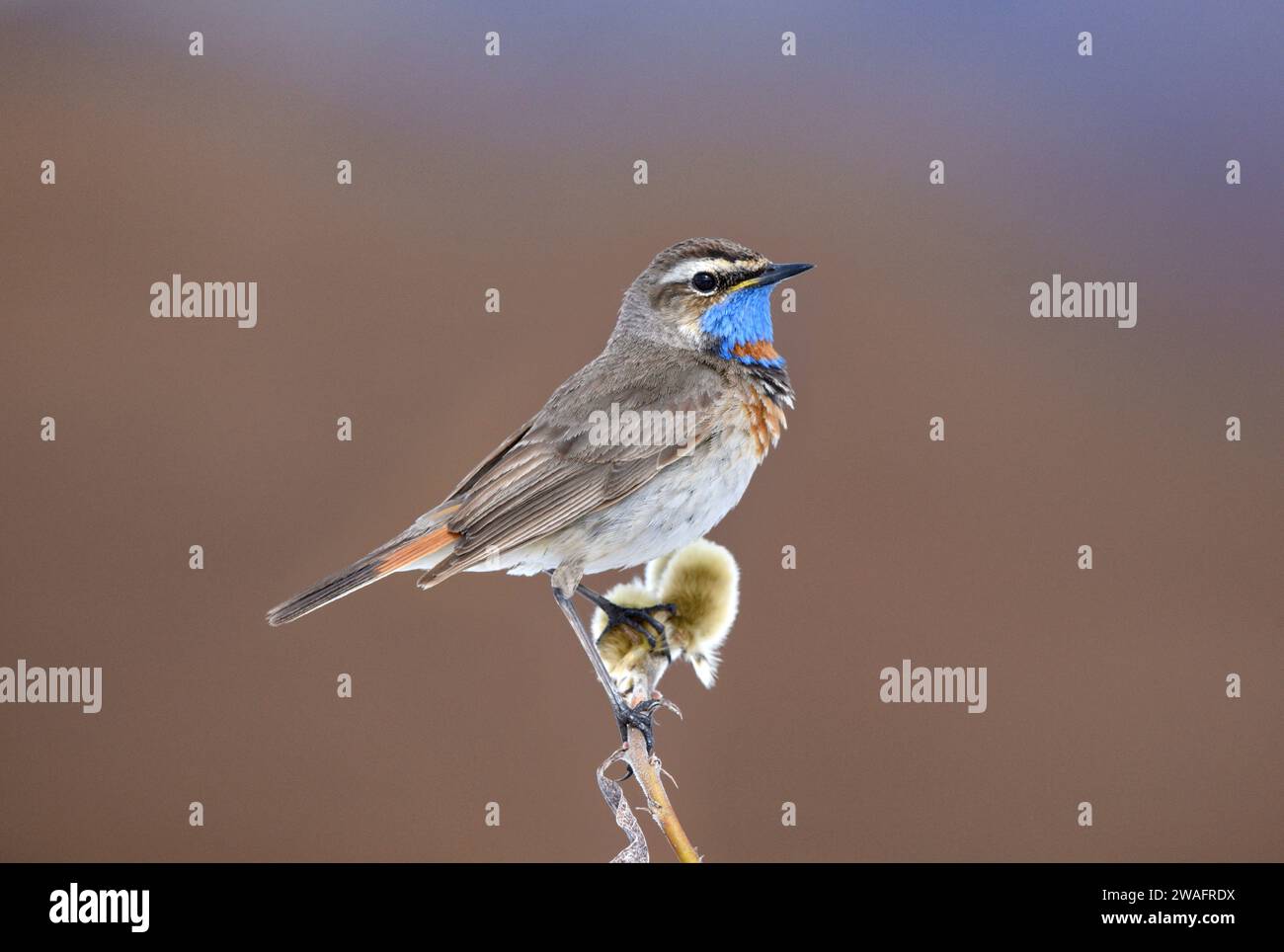 Bluethroat uk hi-res stock photography and images - Alamy