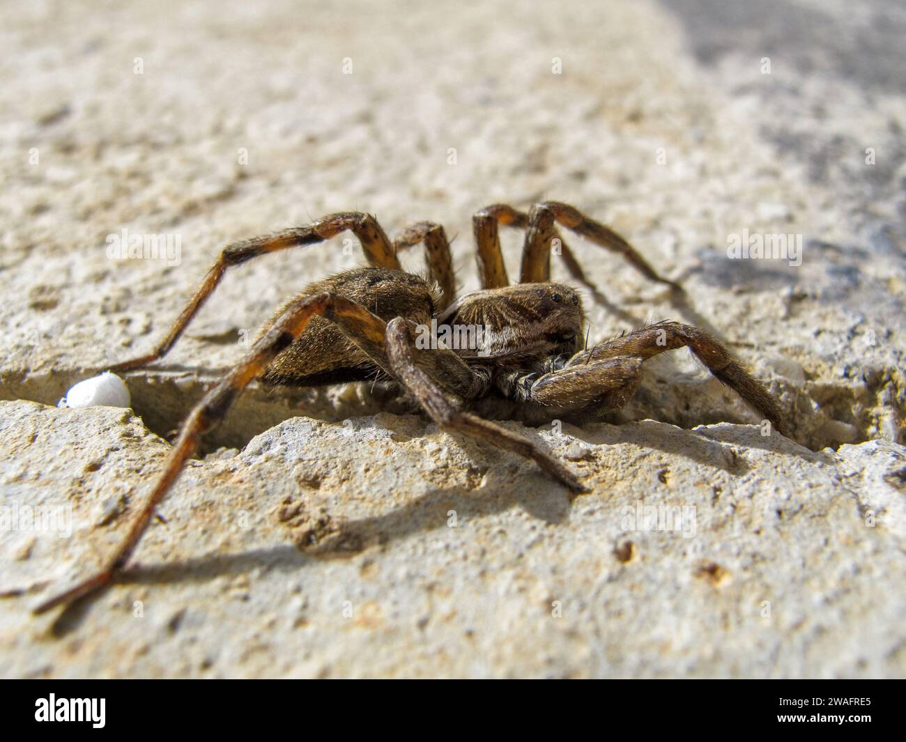 Spider on the rock Stock Photo - Alamy