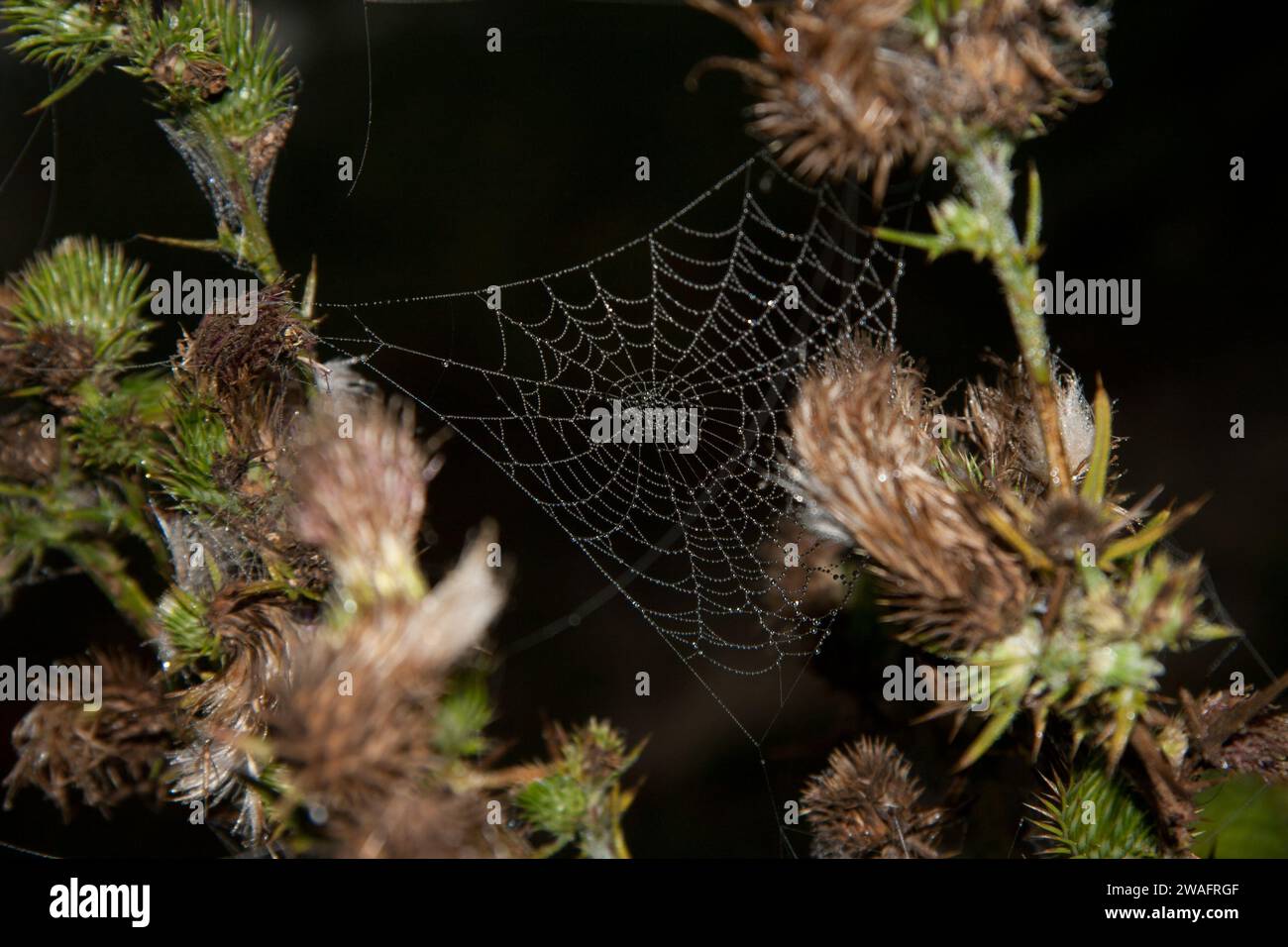 Spider net between plants Stock Photo - Alamy
