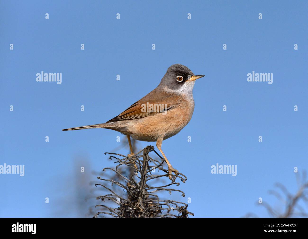 Spectacled warbler hi-res stock photography and images - Alamy