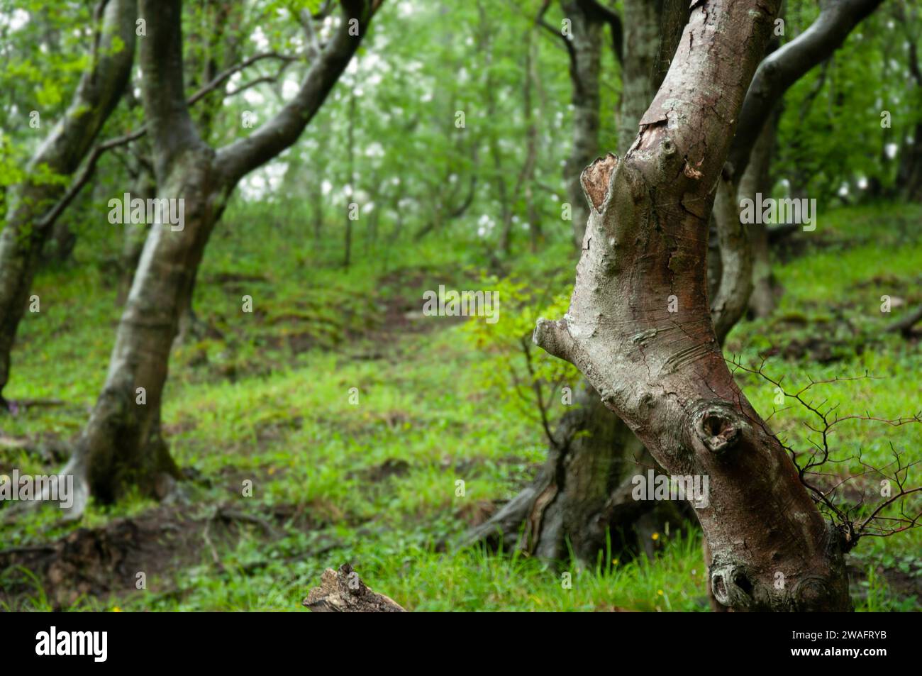 Crooked forest hi-res stock photography and images - Alamy