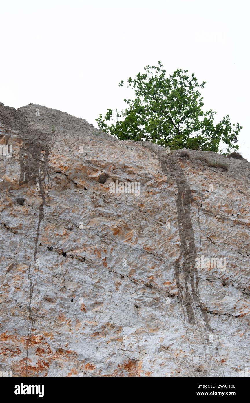 Limestone cliffs with green vegetation on top on the east coast of ...
