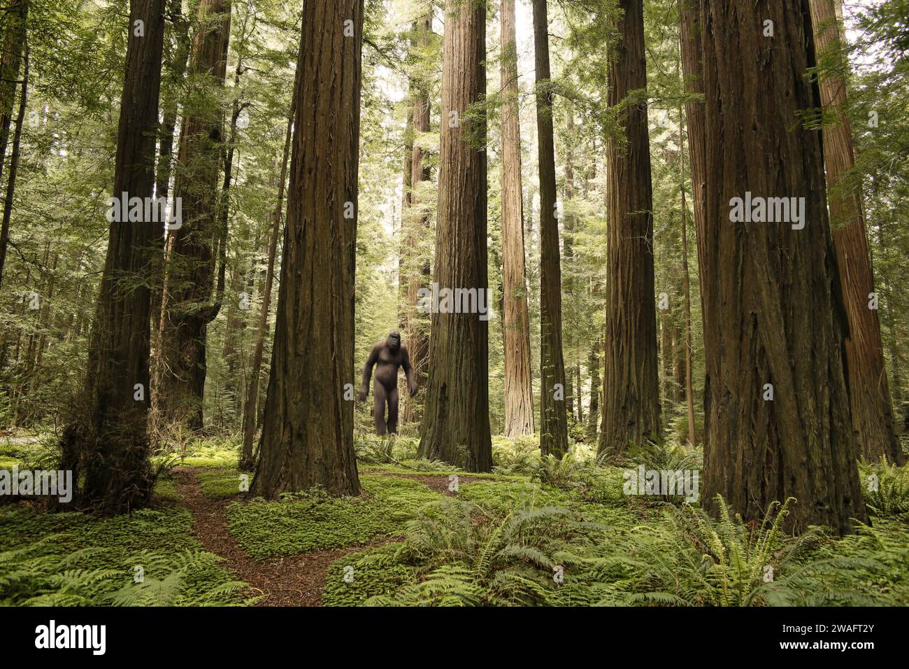 Bigfoot (Sasquatch) in the forest Stock Photo - Alamy