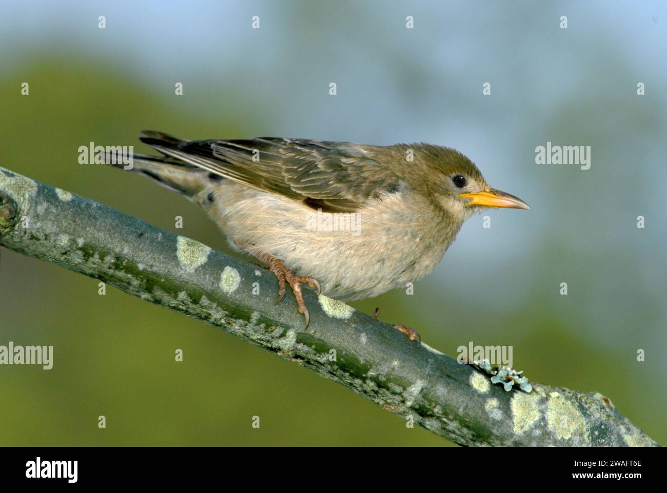Juvenile rose coloured starling hi-res stock photography and images - Alamy