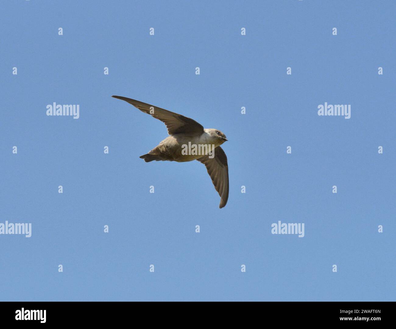 Crag Martin - Ptyonoprogne rupestris Stock Photo - Alamy