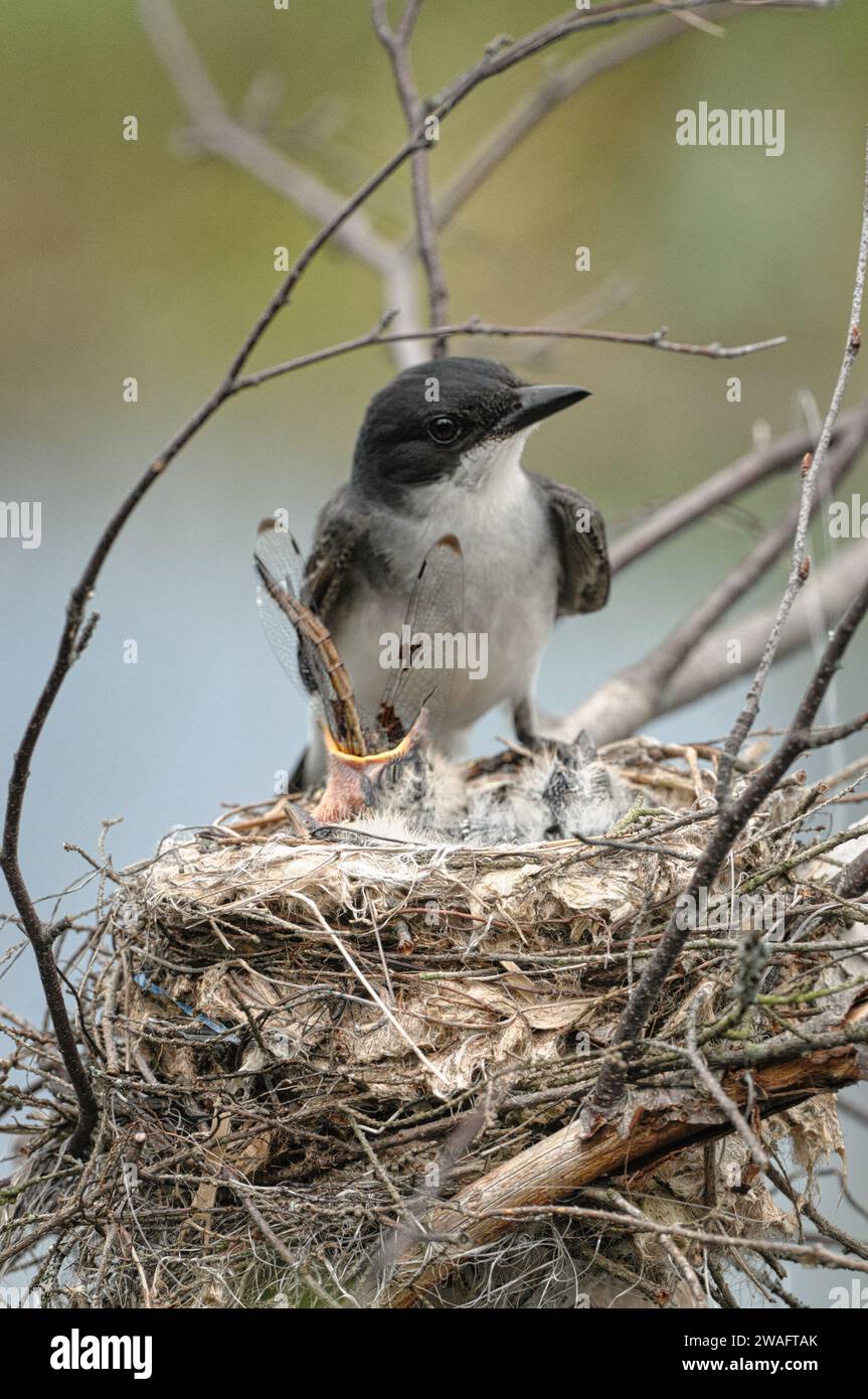 Tyrans tyrannus hi-res stock photography and images - Alamy
