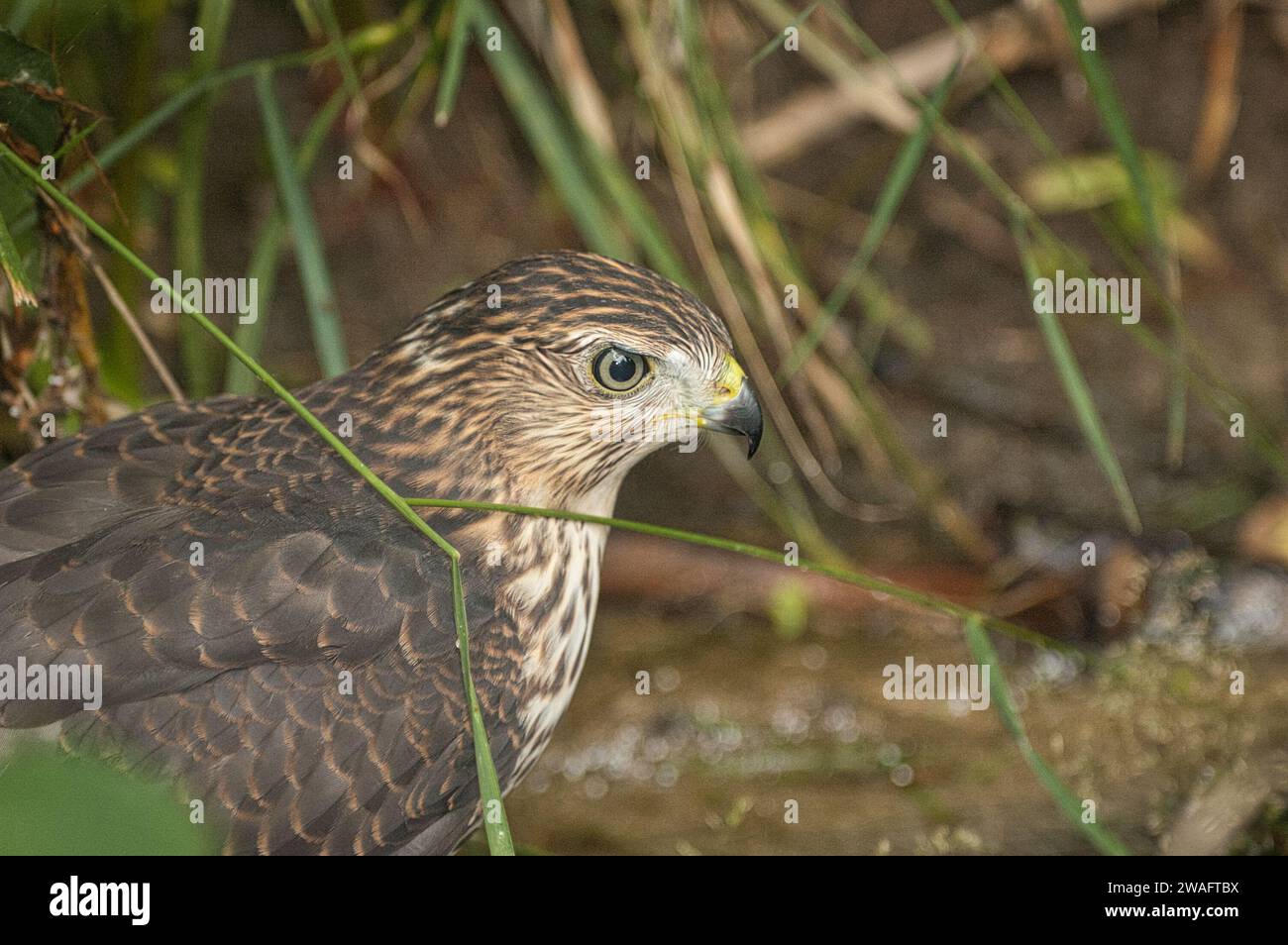 Cooper's Hawk on the ground Stock Photo - Alamy