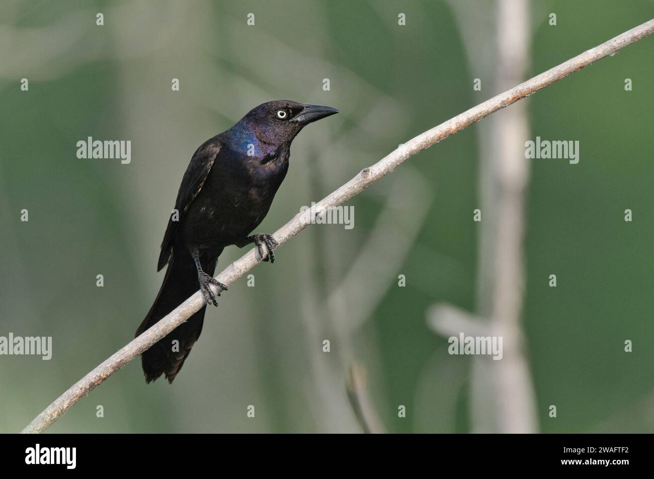 Quiscale bronze hi-res stock photography and images - Alamy