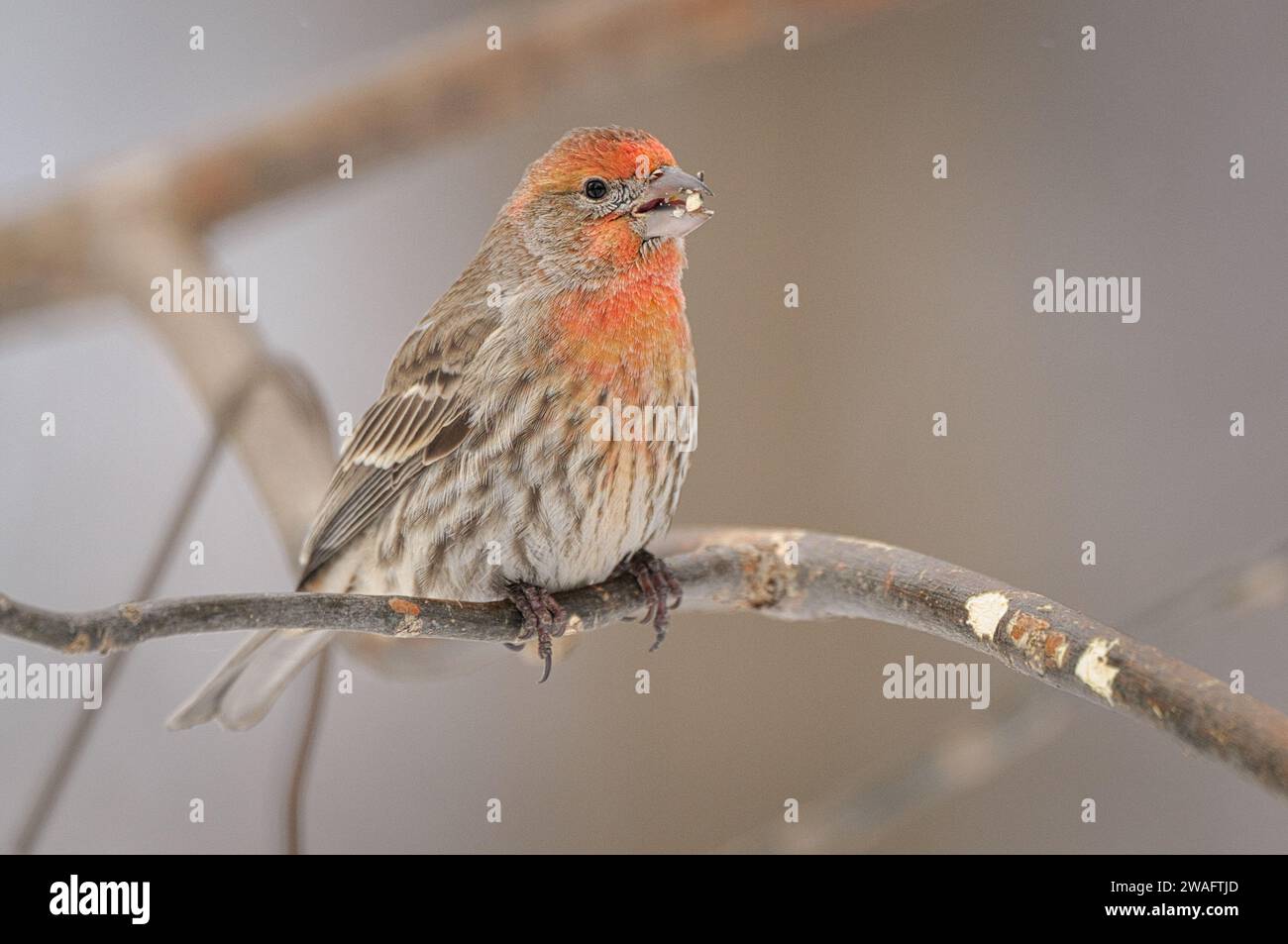 Adorable wild house finch hi-res stock photography and images - Alamy