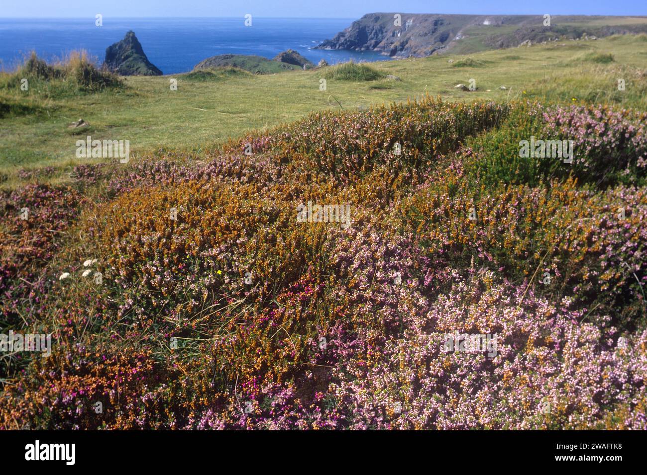 Cornish Heath - Erica vagans Stock Photo - Alamy