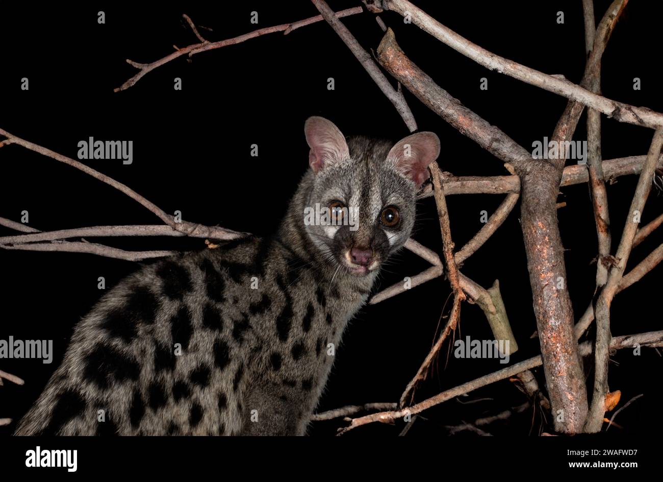 Common genet in front of black background Stock Photo - Alamy
