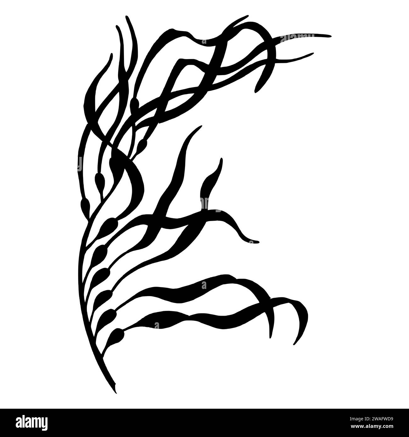 Seaweed vector silhouette. Hand drawn illustration of Algae in outline style painted by black ...