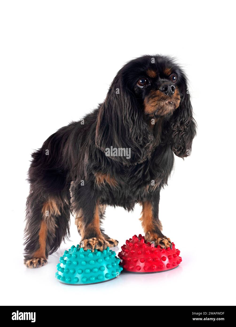 cavalier king charles in front of white background Stock Photo - Alamy