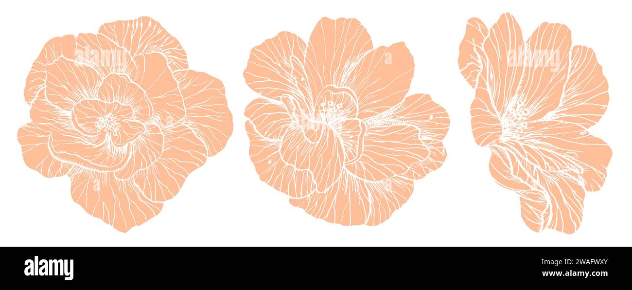 Rose Flowers set. Hand drawn floral vector illustrations on white ...