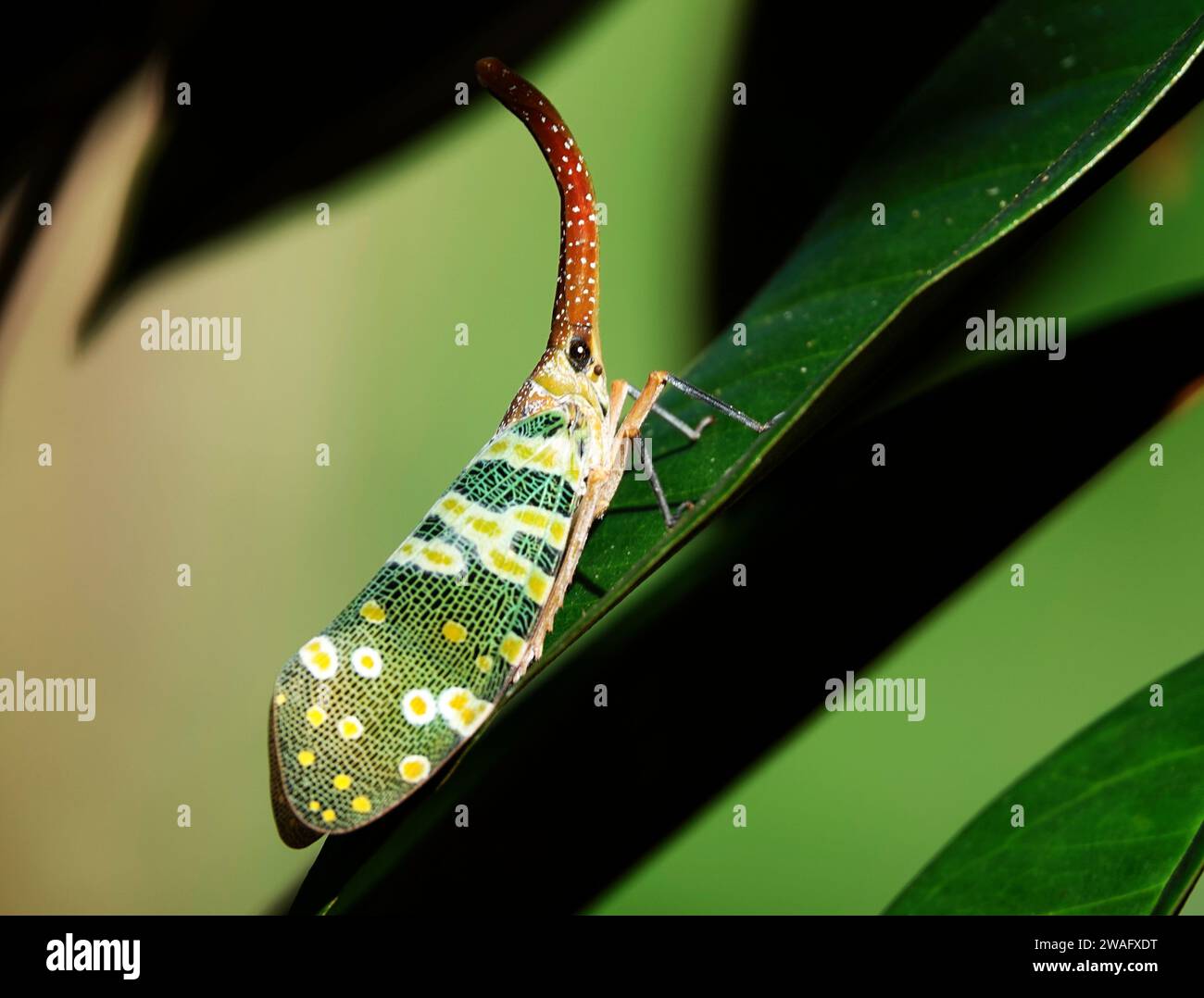A brightly colored insect with vivid green and yellow stripes on its ...