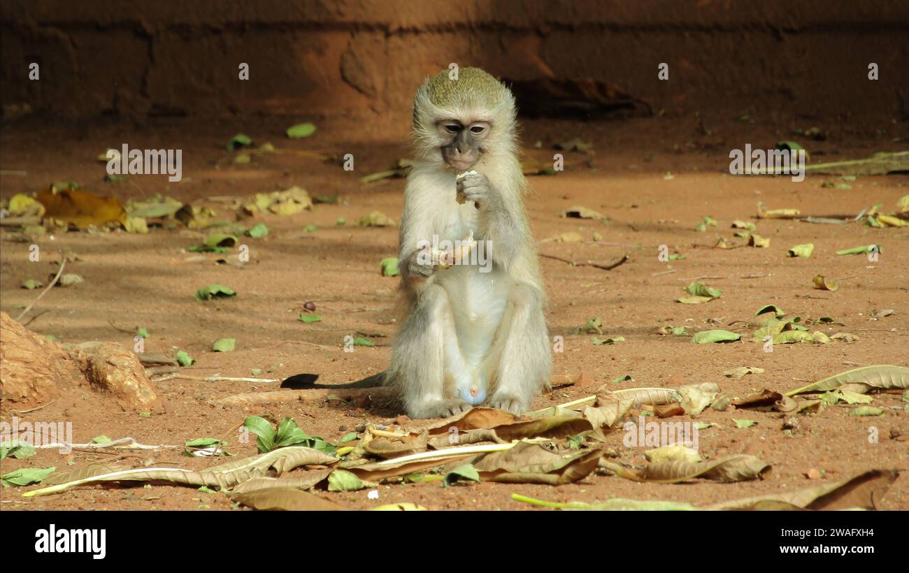 A curious monkey is perched on a sandy beach, looking out into the distance with a contemplative ...