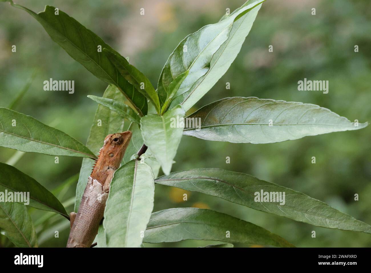 Rainforest lizard hi-res stock photography and images - Alamy