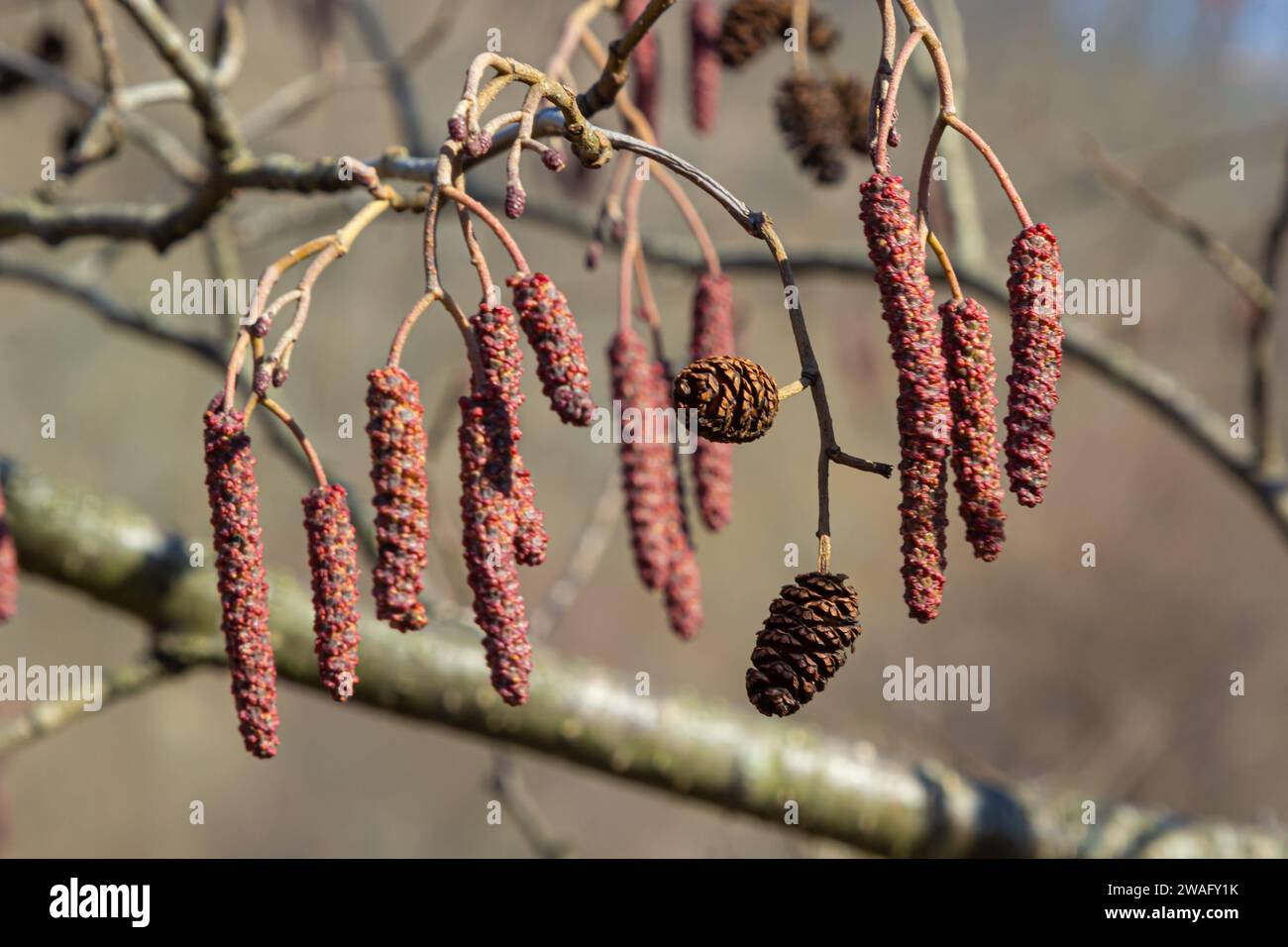 European alder, Alnus glutinosa, tree, close-up of cones and catkins in ...