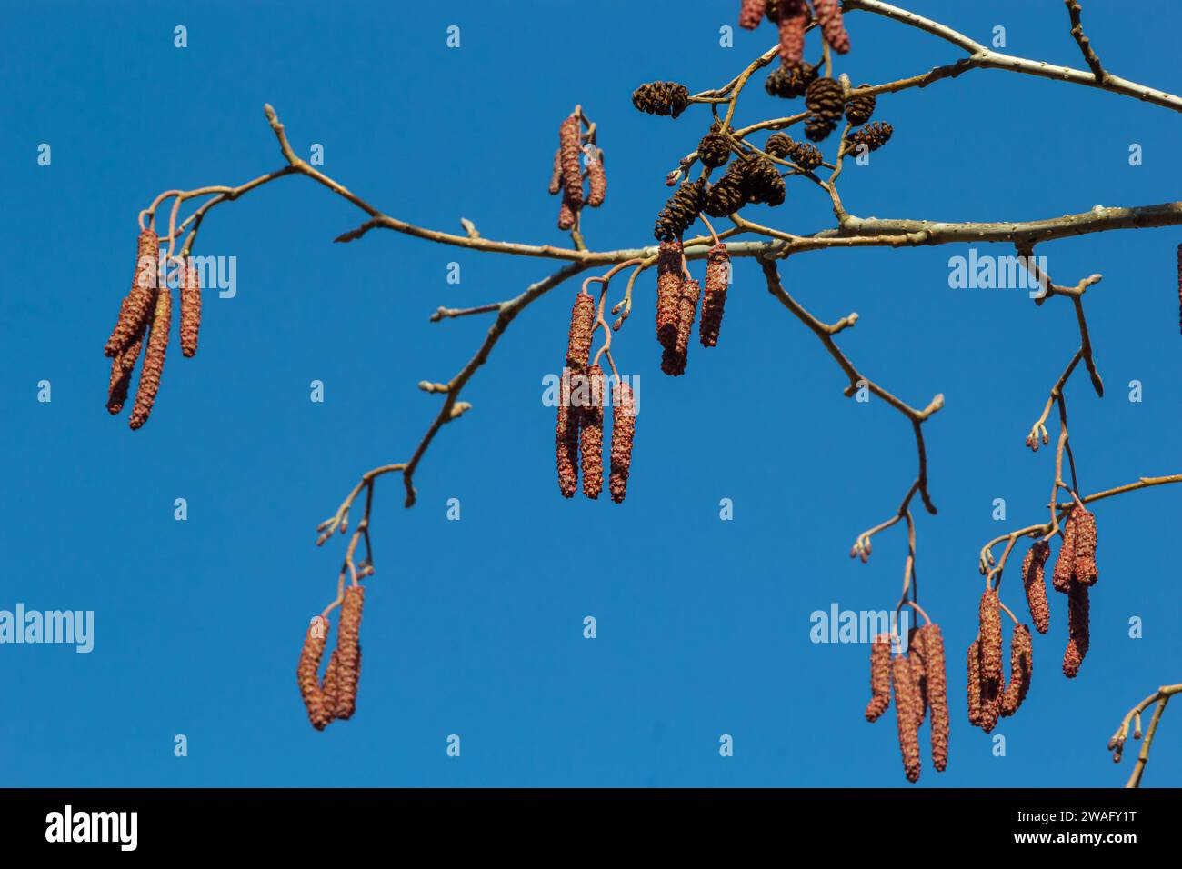 European alder, Alnus glutinosa, tree, close-up of cones and catkins in ...