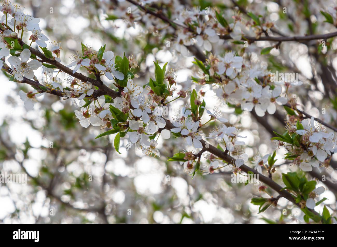 Prunus Cerasifera Blooming white plum tree. White flowers of Prunus ...