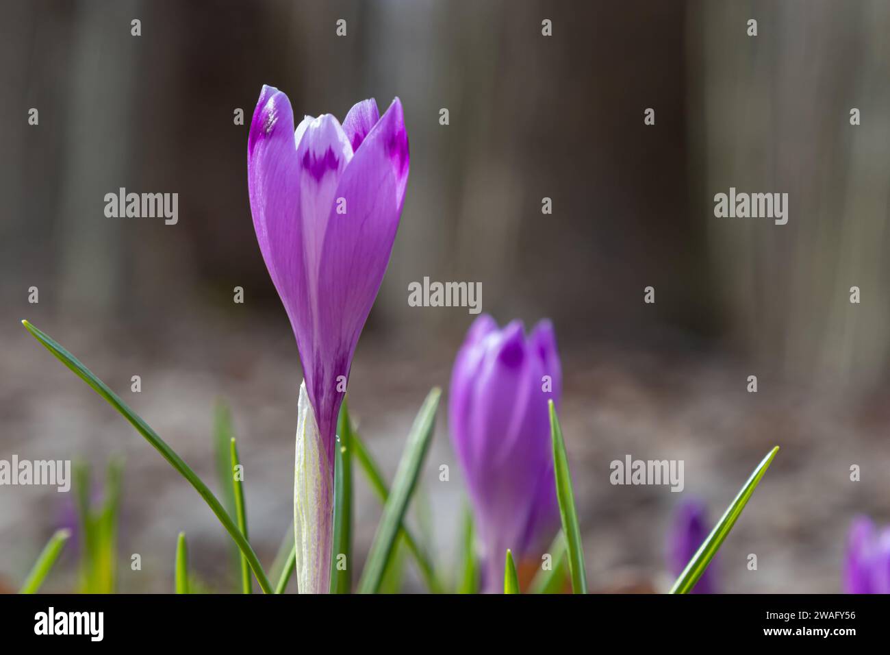 Sunlit purple crocus flowers, Crocus tommasinianus, Barr's purple ...