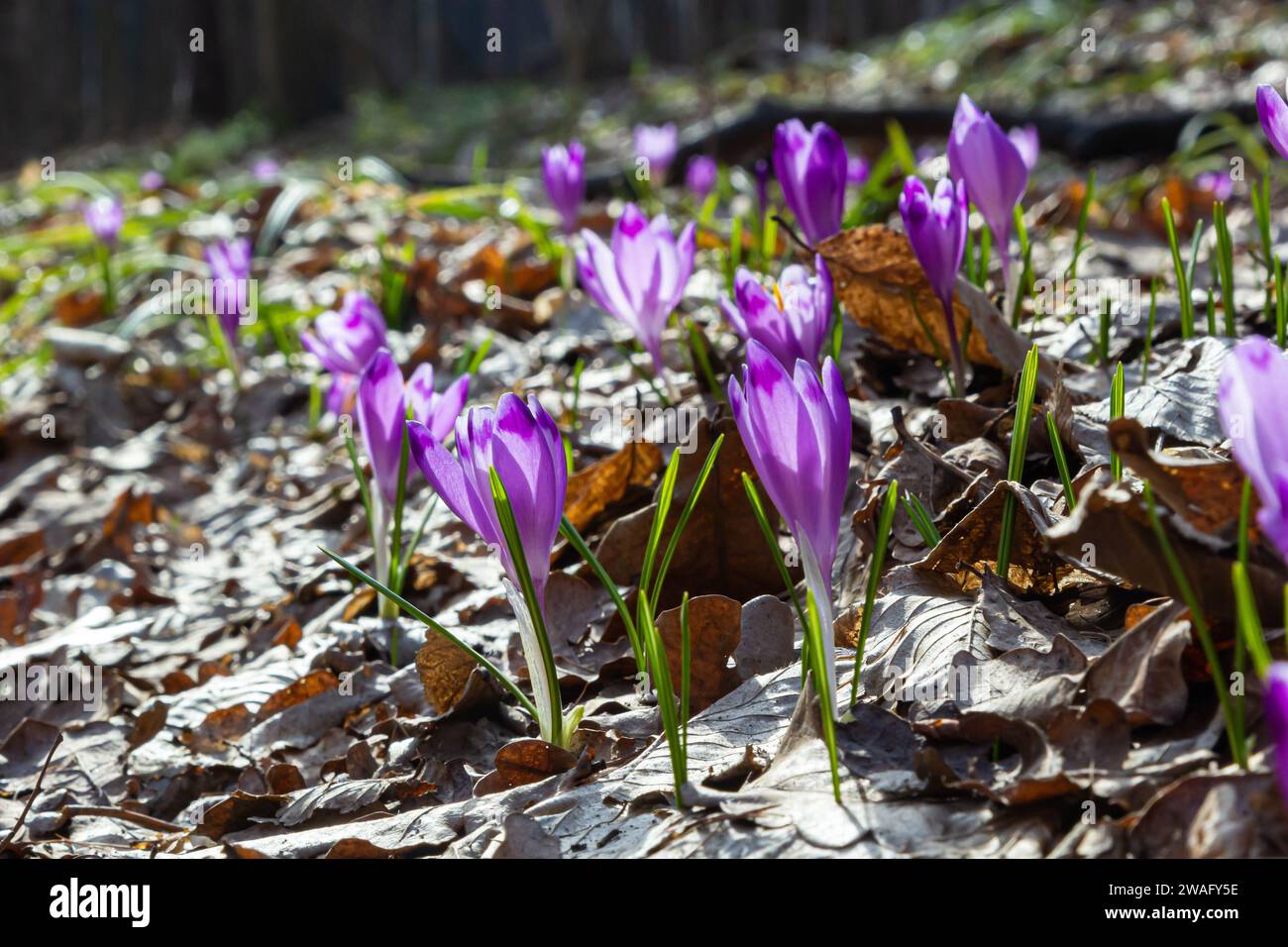 Sunlit purple crocus flowers, Crocus tommasinianus, Barr's purple ...
