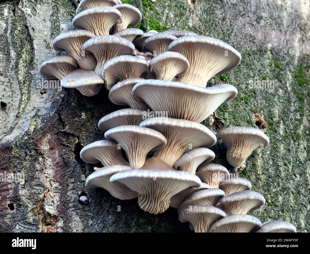 oyster mushroom, Austern-Seitling, Pleurote en huître, Pleurotus ...
