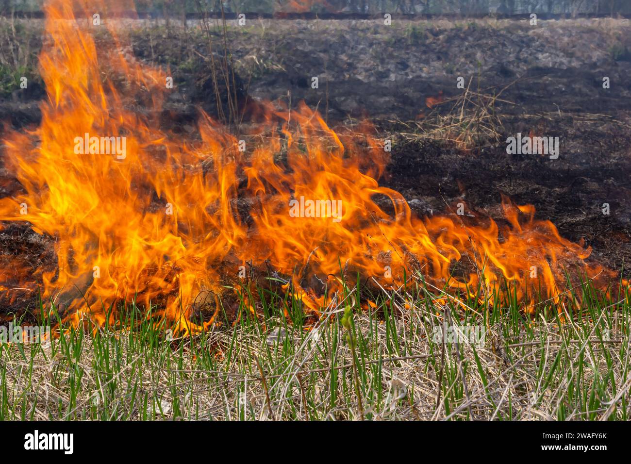 Burning old dry grass in garden. Flaming dry grass on a field. Forest ...
