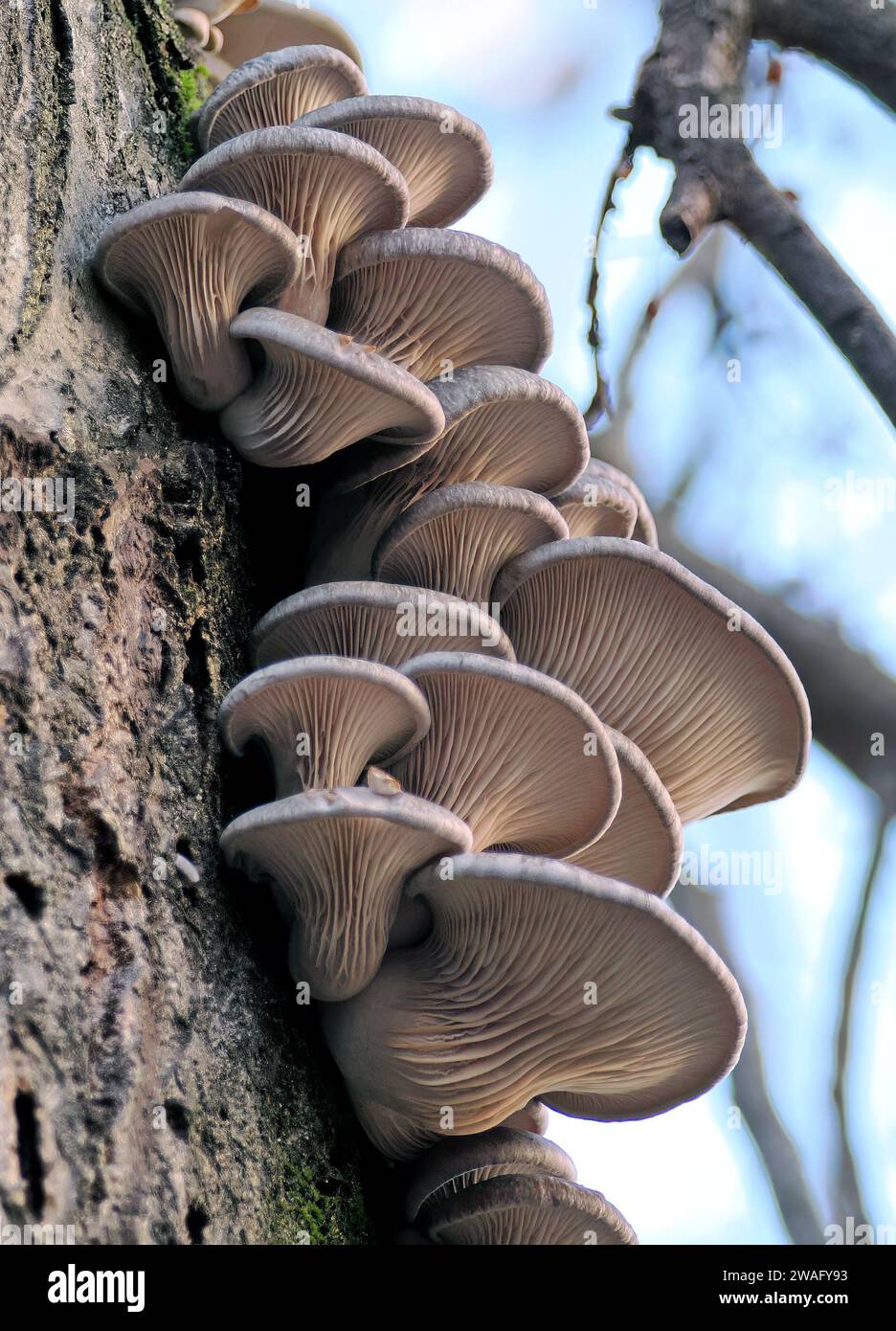 oyster mushroom, Austern-Seitling, Pleurote en huître, Pleurotus ...