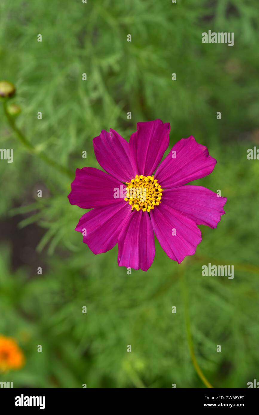 Pulchra rubrum cosmea flores in horto vesperum. Magna florum et bokeh ...