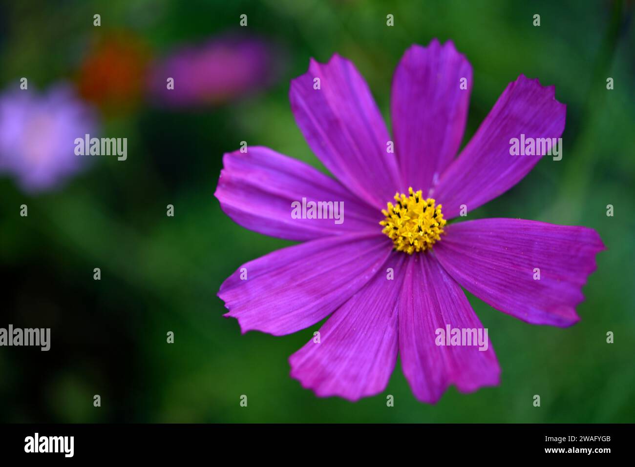 Pulchra rubrum cosmea flores in horto vesperum. Magna florum et bokeh ...