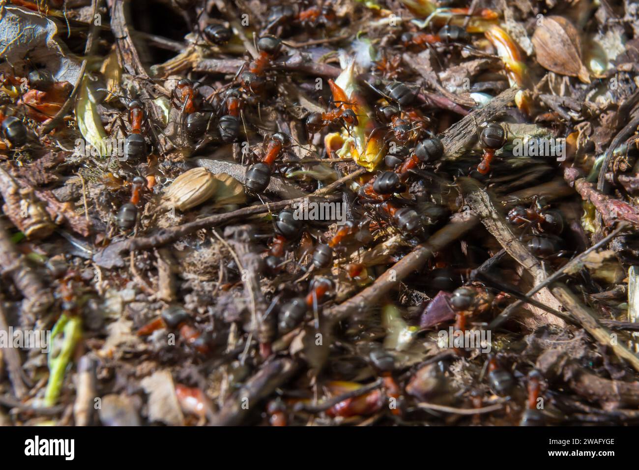 Team common ants work together hi-res stock photography and images - Alamy