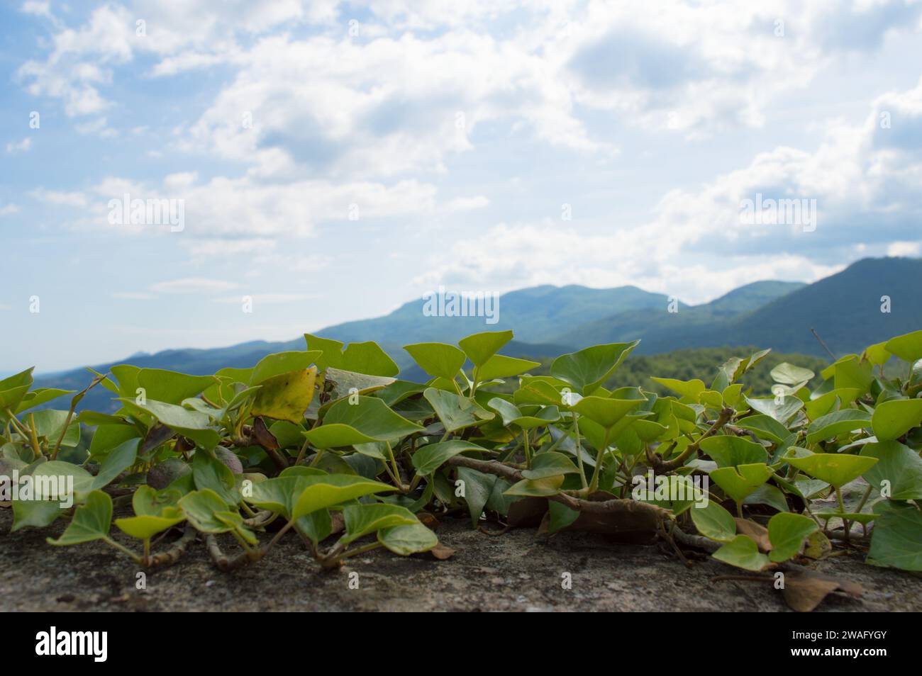 Common ivy plant, Hedera helix on the wall in town Veprinac overlooking ...
