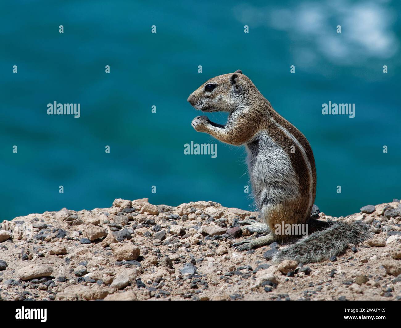 Barbary ground squirrel (Atlantoxerus getulus) standing to feed on ...