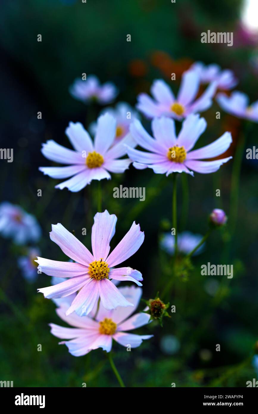 Pulchra rubrum cosmea flores in horto vesperum. Magna florum et bokeh ...