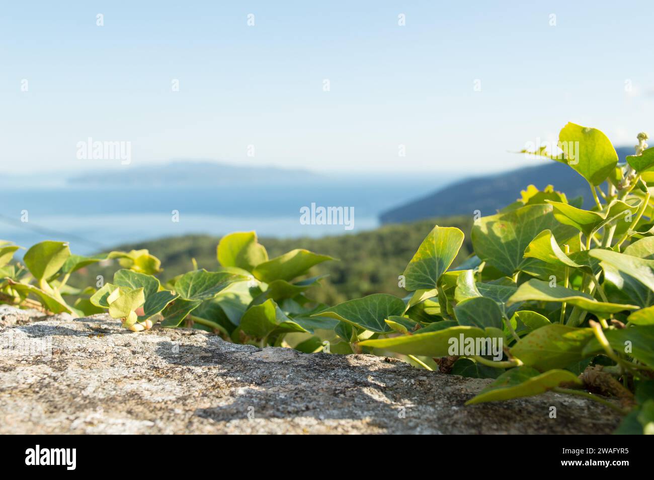 Common ivy plant, Hedera helix on the wall in town Veprinac overlooking ...
