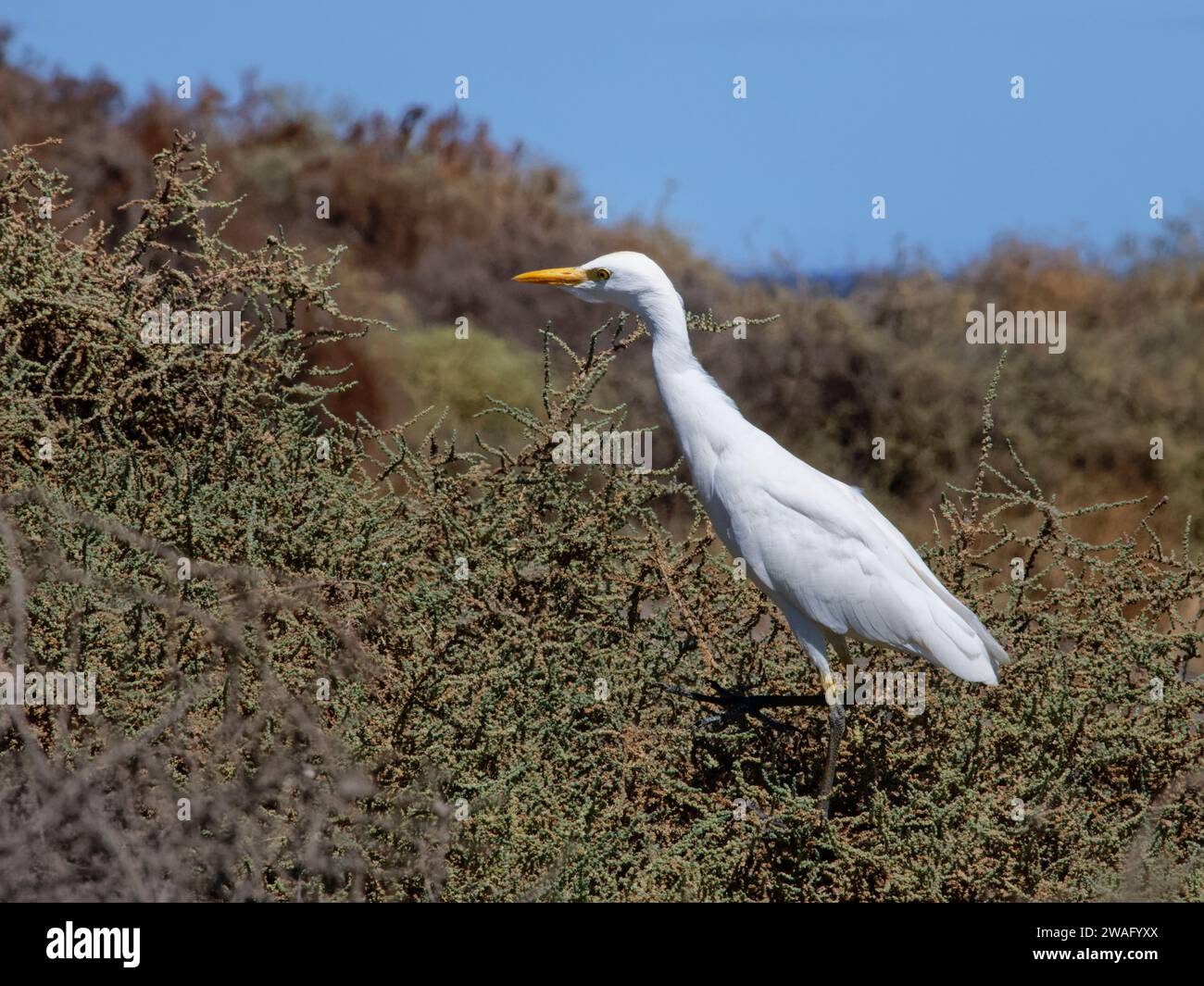 Cattle egret (Bubulcus ibis) hunting insect and lizard prey on coastal ...