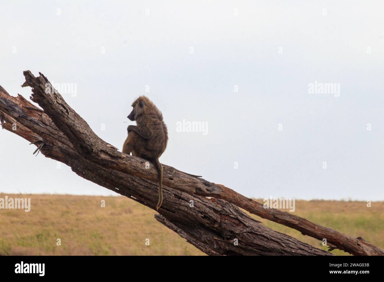 Olive baboon (Papio anubis), also called the Anubis baboon, sitting on ...
